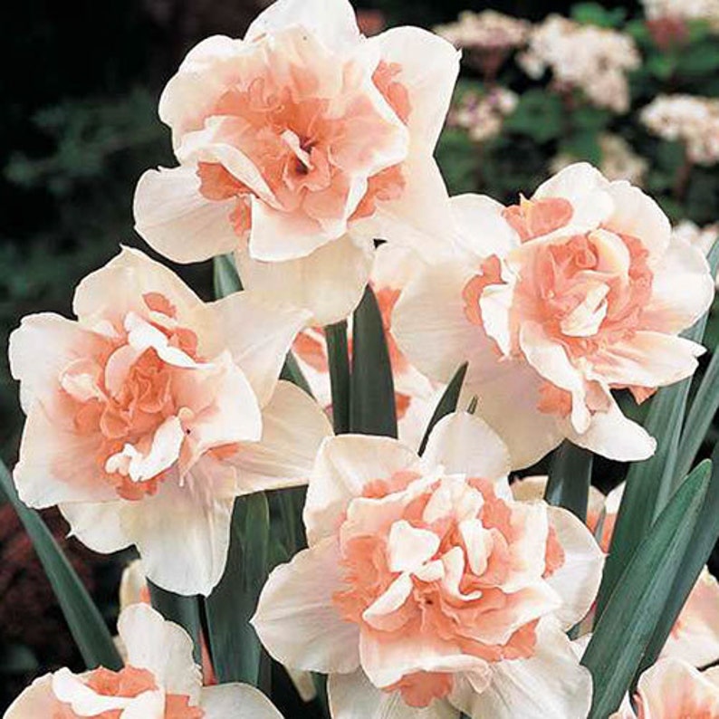 10 PINK Double Replete Daffodil pre Chilled for Indoor | Etsy