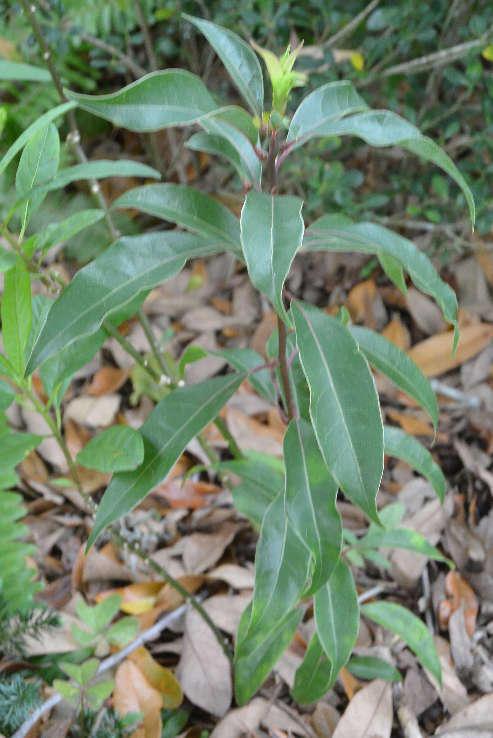3 Camphor Laurel tree Sapling LIVE PLANT SEEDLING | Etsy