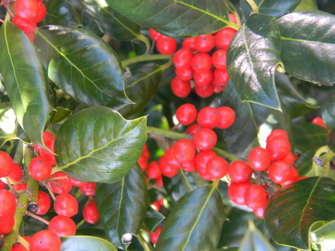 3 Nellie Stevens Holly Seedling/sapling Privacy Hedge ~ Bush ~ Tree - Etsy