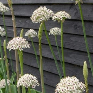 3 Allium silver Spring Bulbs early Summer Bloomingnaturalize ready for ...