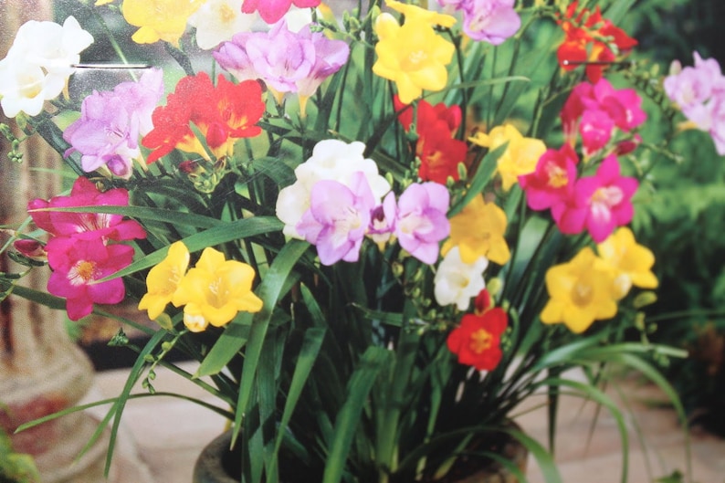 15 Freesia Bulbs Single Mix Mixed BRIGHT Color Collection - Etsy