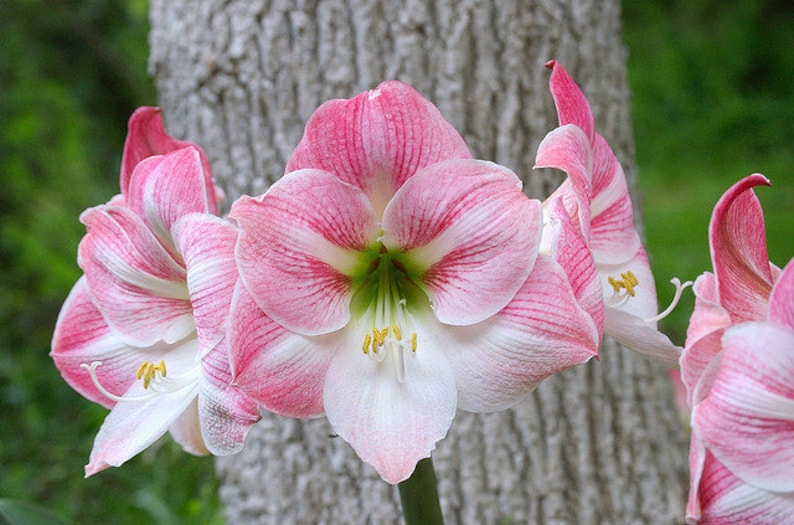 1 Garden Pink Amaryllis BULBS multiple Blooms per Bulb - Etsy