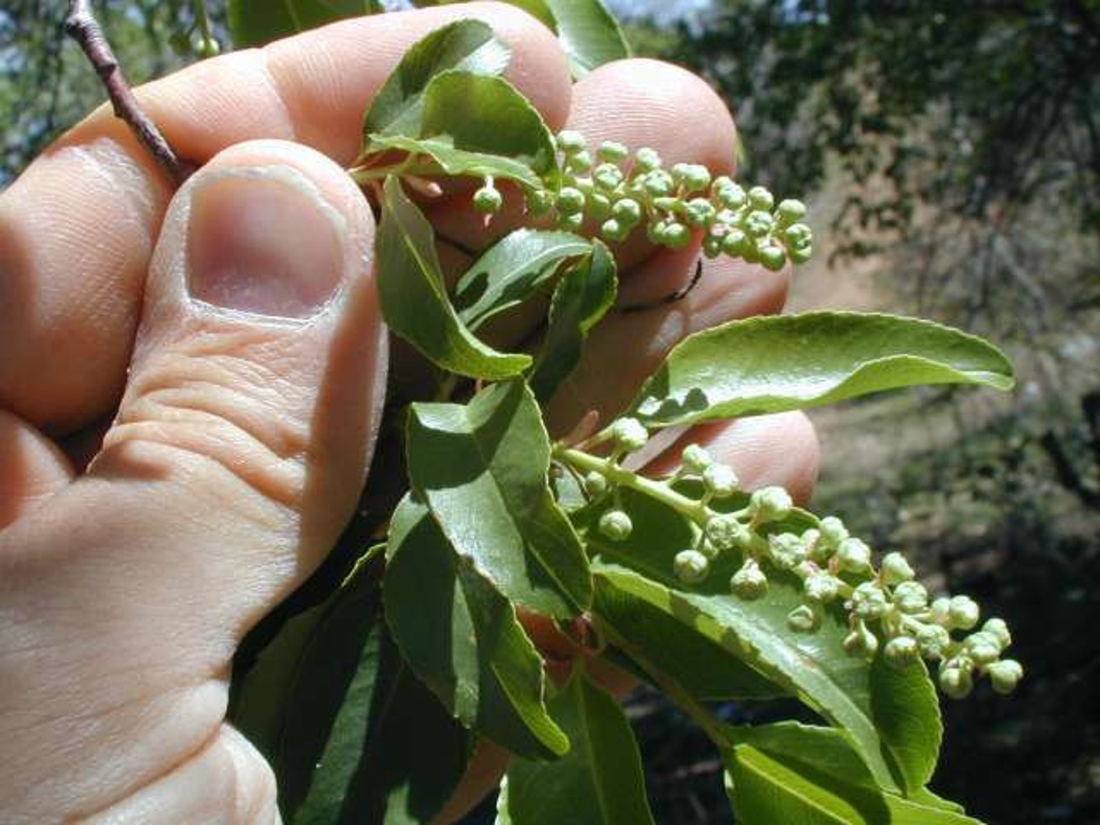 Common Choke Cherry Tree 6 UNROOTED 8-12 CUTTINGS Birds - Etsy