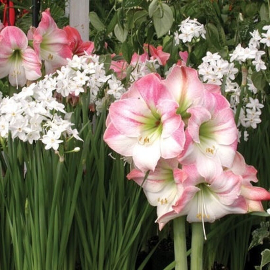 1 Garden Pink Amaryllis BULBS **multiple Blooms per Bulb - Etsy