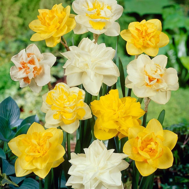 5 Double-flowered Daffodil MIXED Color Collection Bulbs- Naturalize ...
