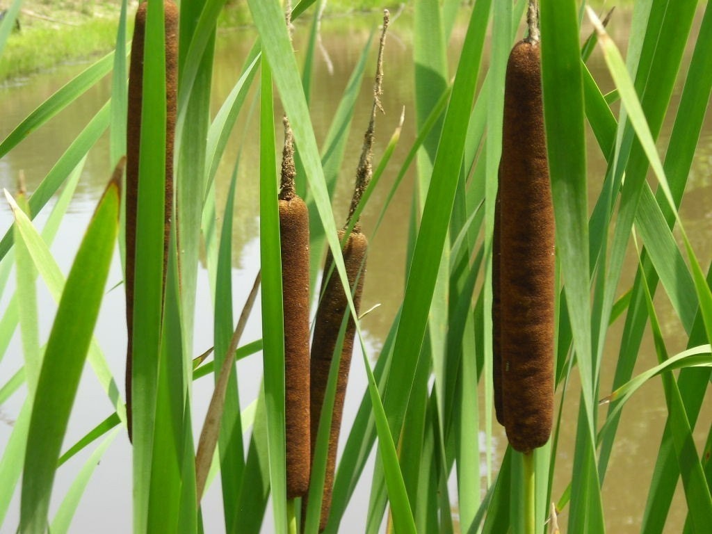 2 Common Cattail Koi Pond/Bog/Water garden Plants Attracts | Etsy