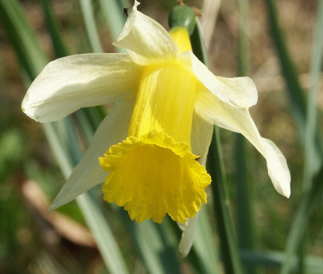 10 Wild Daffodil Bulbs 'lent Lily" Narcissus Pseudonarcissus ~woodland ...