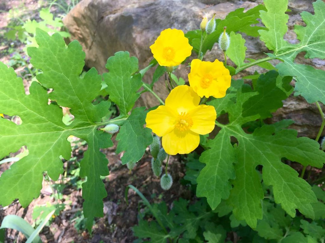 2 Yellow Woodland Poppy Celandine Stylophorum Diphyllum Woodland Marsh ...