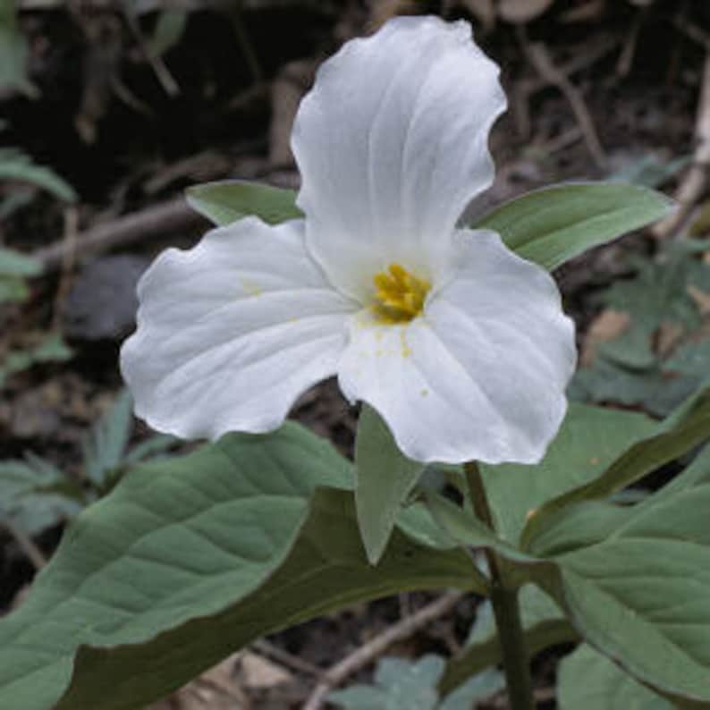4 White Trillium Rhizomes: Native Woodland Spring Blooms (bare Root) - Etsy