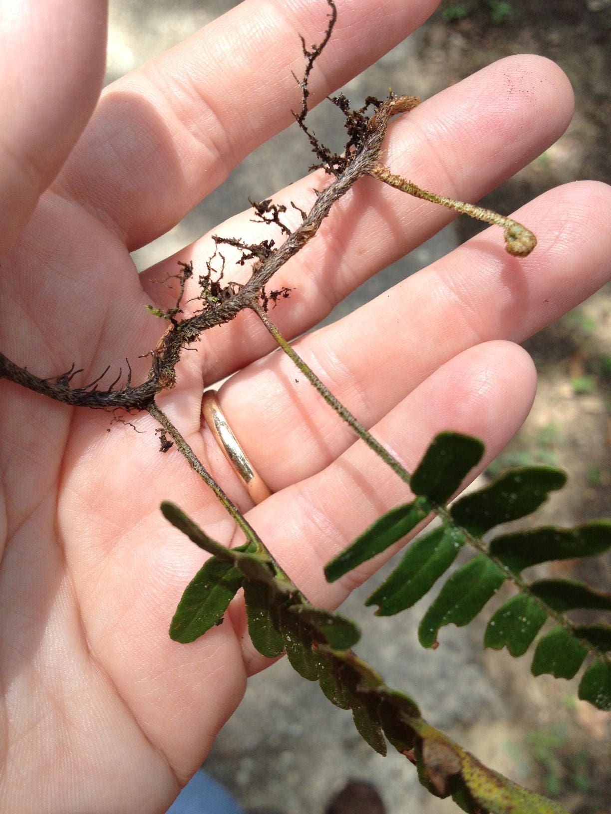 2 "resurrection Fern" Polypodium Polypodioides LIVE AIR PLANTS Wild ...