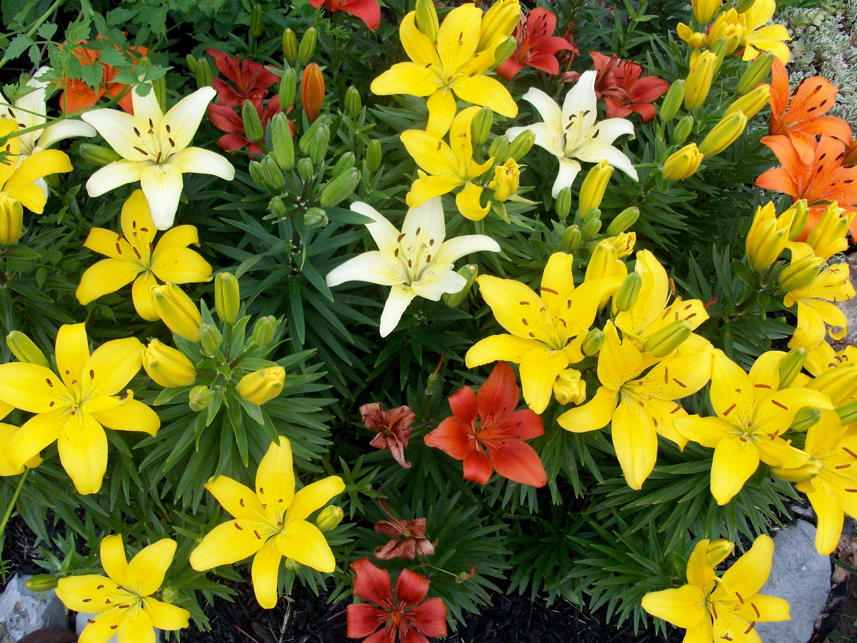 Tiny Bee Asiatic Lily