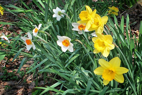 15 Mixed Daffodil & Narcissus Bulbs Mix~woodland Gardens **spring ...