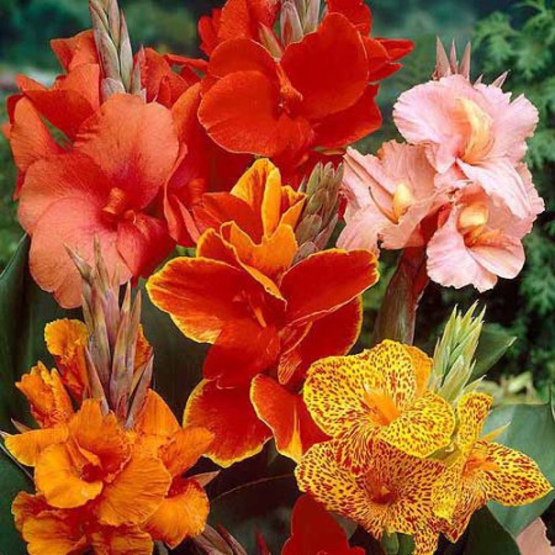 2 Canna Lily Mixed Color Fancy Collection LARGE PREMIUM Roots Easy to ...
