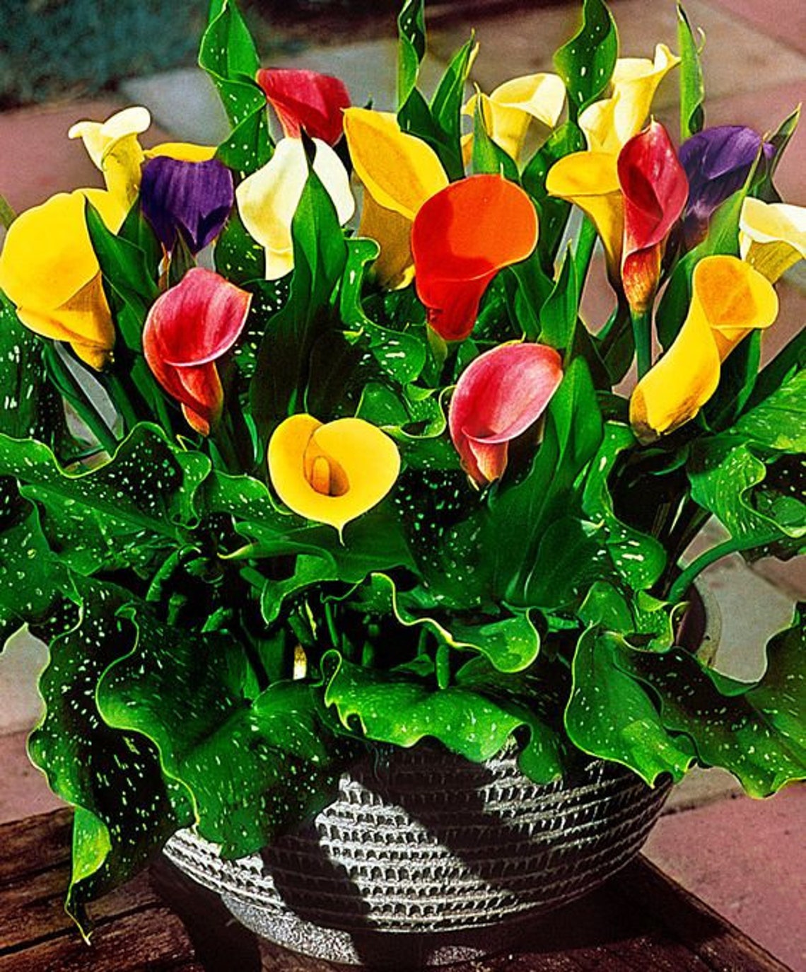 5 Calla Lily Bulbs Mixed Color - Etsy