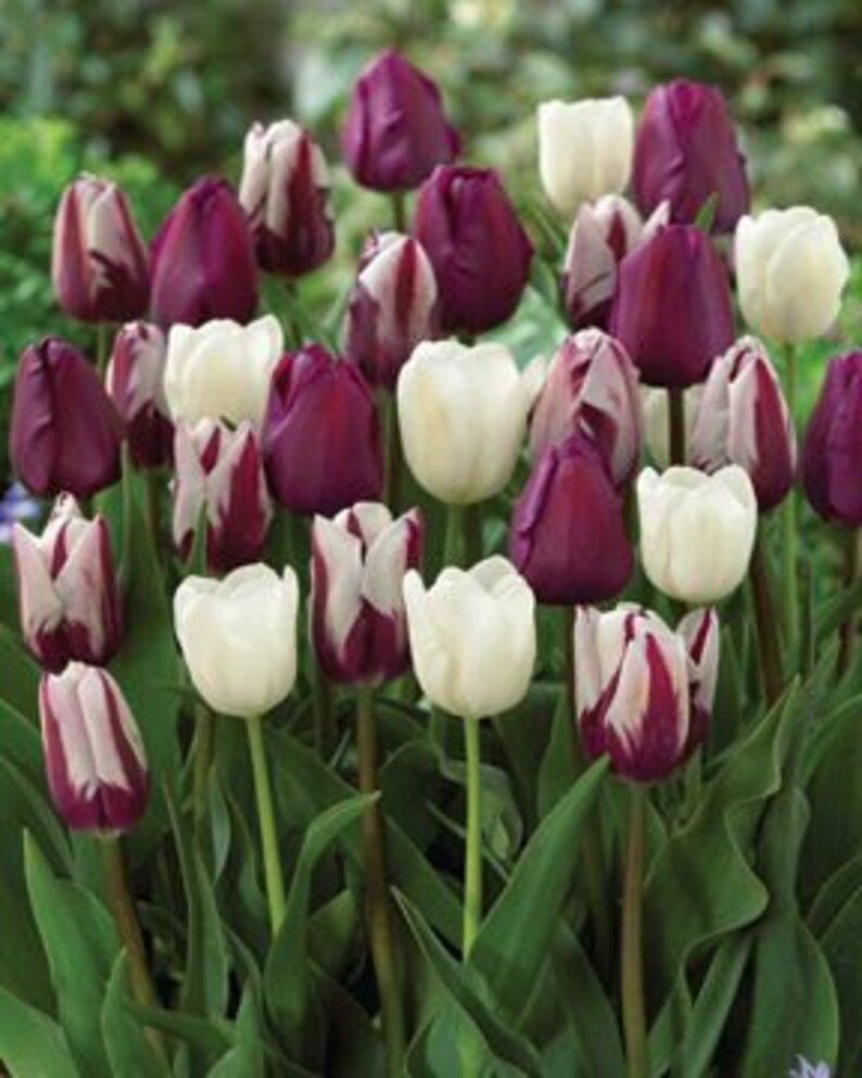 10 Purple mixed blend of color/varieties Tulip BulbsReady for | Etsy