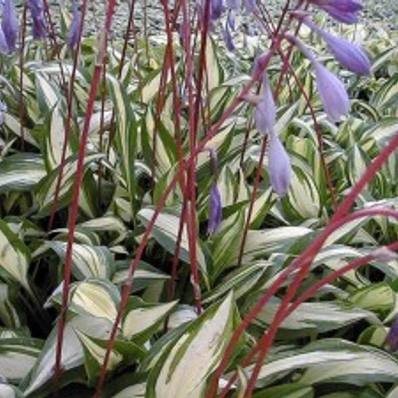 Red Hosta Plants - Etsy
