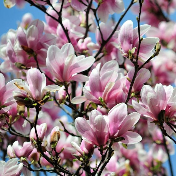 1 Saucer Magnolia Seedling/sapling Flowering Bush Tree - Etsy