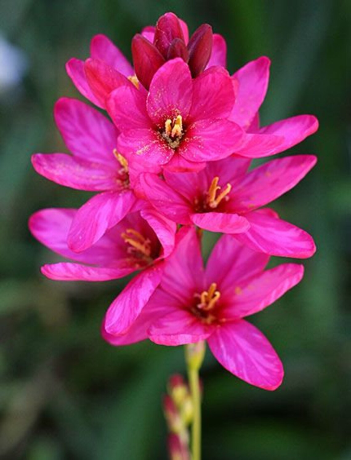 3 Wand Flower Ixia 'pink' Hybrid multiple Blooms per - Etsy
