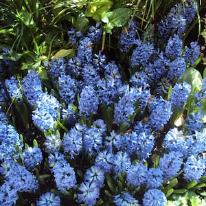 3 'delft Blue' Highly Fragrant Periwinkle Blue Hyacinth Bulbs pre ...