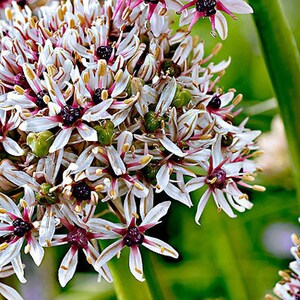 3 Allium silver Spring Bulbs early Summer Bloomingnaturalize ready for ...