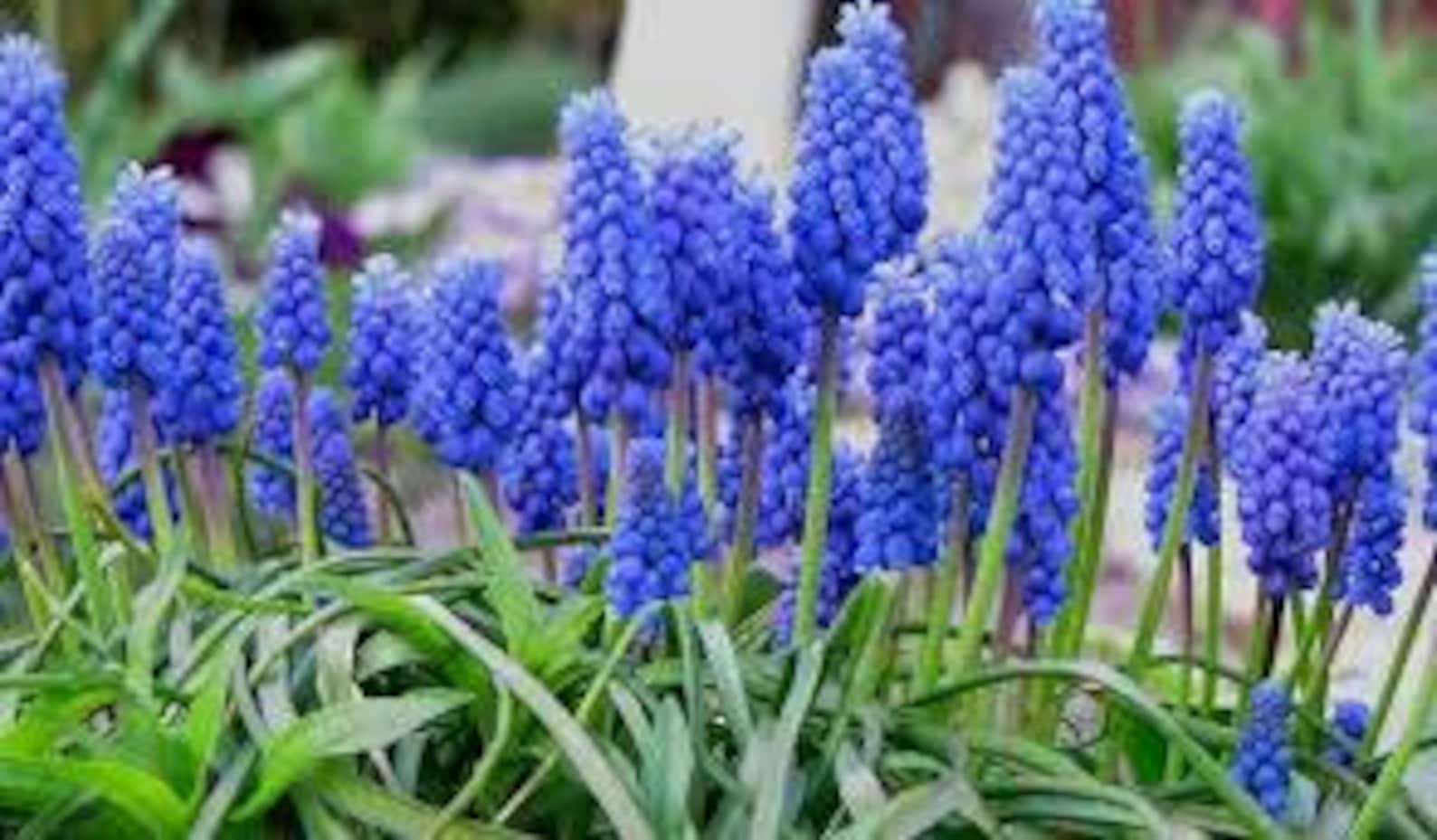 5 Blue Muscari Bulbs (grape Hyacinth) **spring Planting - Etsy