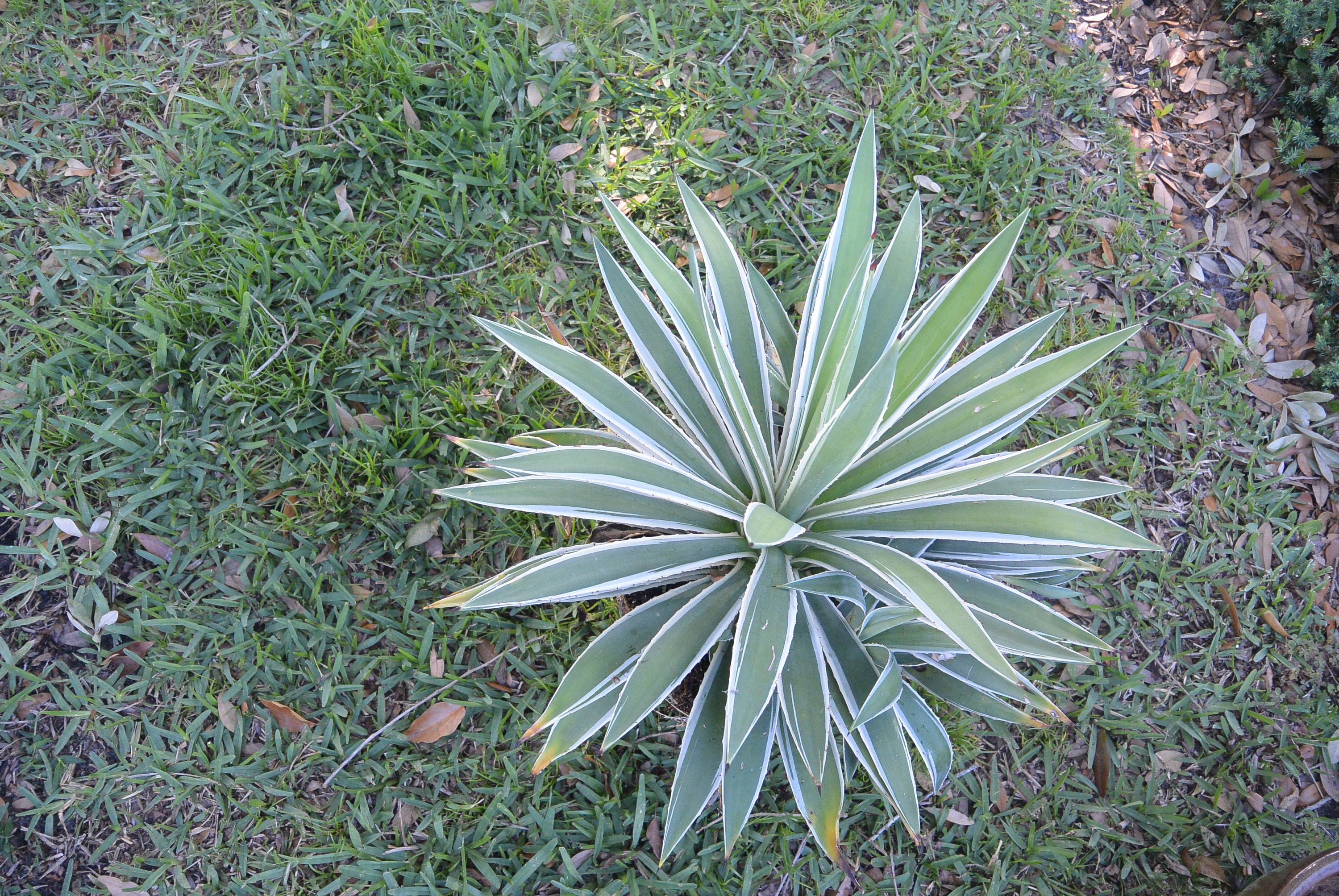 1 Variegated Agave Plant Baby/pup - Etsy