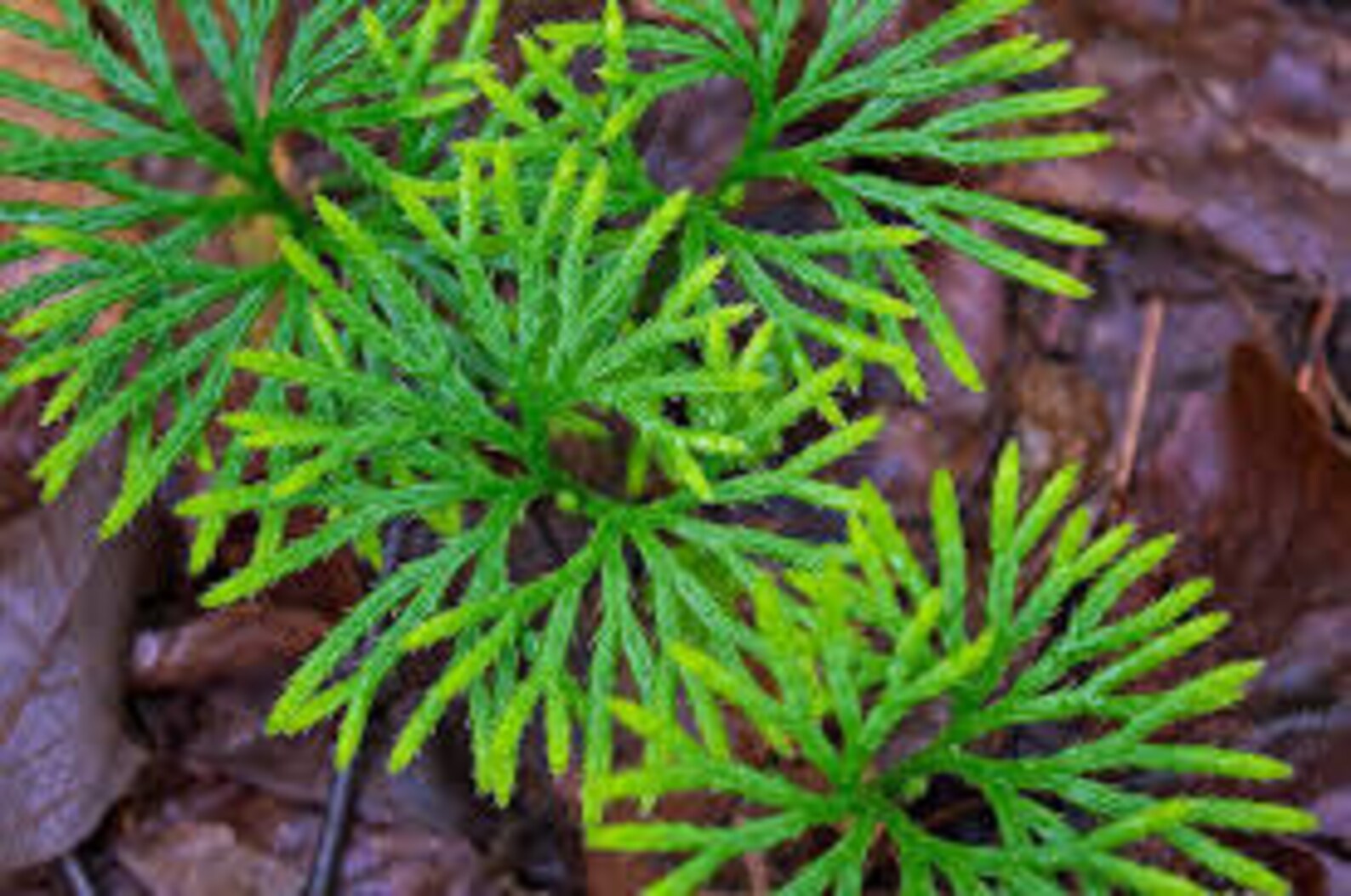 18 FAN CLUBMOSS Running Cedar Ground Pine Club Moss Low - Etsy