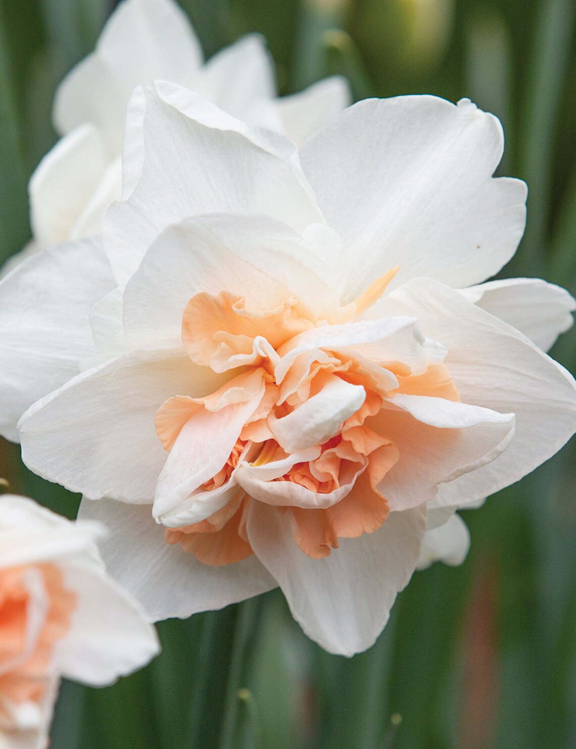 10 PINK Double Replete Daffodil pre Chilled for Indoor | Etsy
