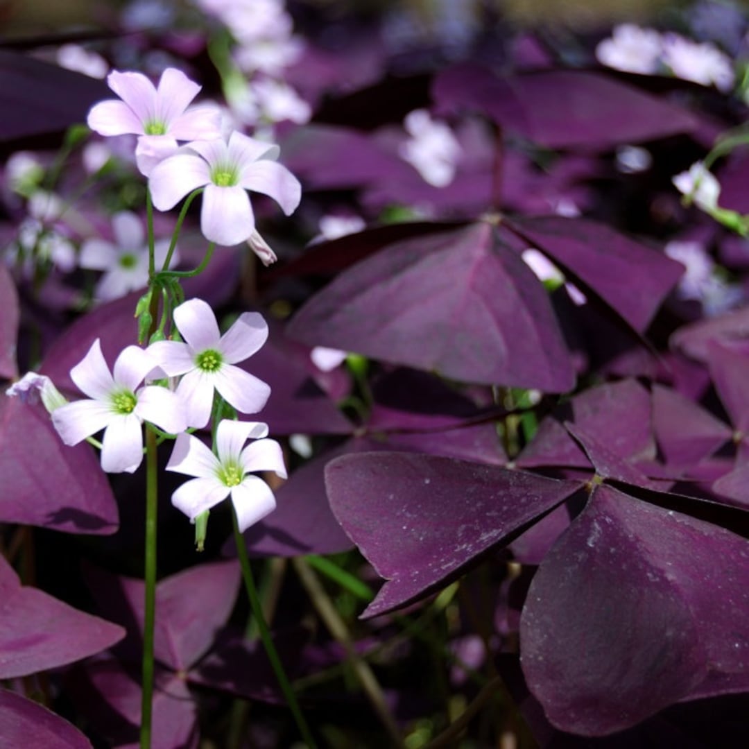 5 Burgundy Shamrock (oxalis Triangularis) Rhizome Hardy Zones 7-10 ...