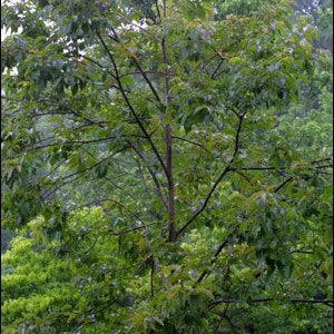 3 Camphor Laurel Tree Sapling LIVE PLANT SEEDLING Bush/shrub/tree ...