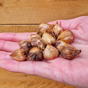5 'iron Cross' Oxalis SHAMROCK Bulbs- Four Leaf Clover, Hardy Zones 7 ...