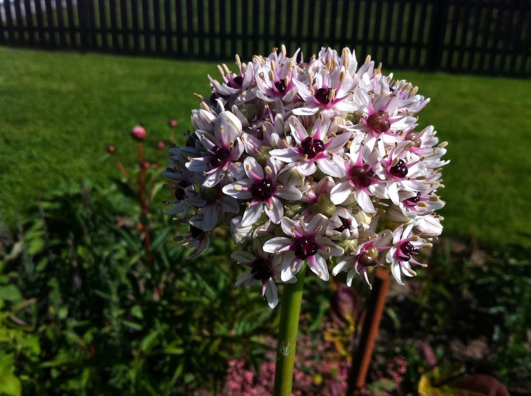 3 Allium silver Spring Bulbs early Summer Bloomingnaturalize ready for ...