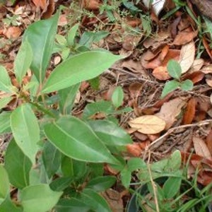 3 Camphor Laurel Tree Sapling LIVE PLANT SEEDLING Bush/shrub/tree ...