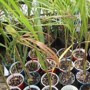 1 Young Florida Palm Tree Baby/starter/sapling Tree Wild Assorted ...