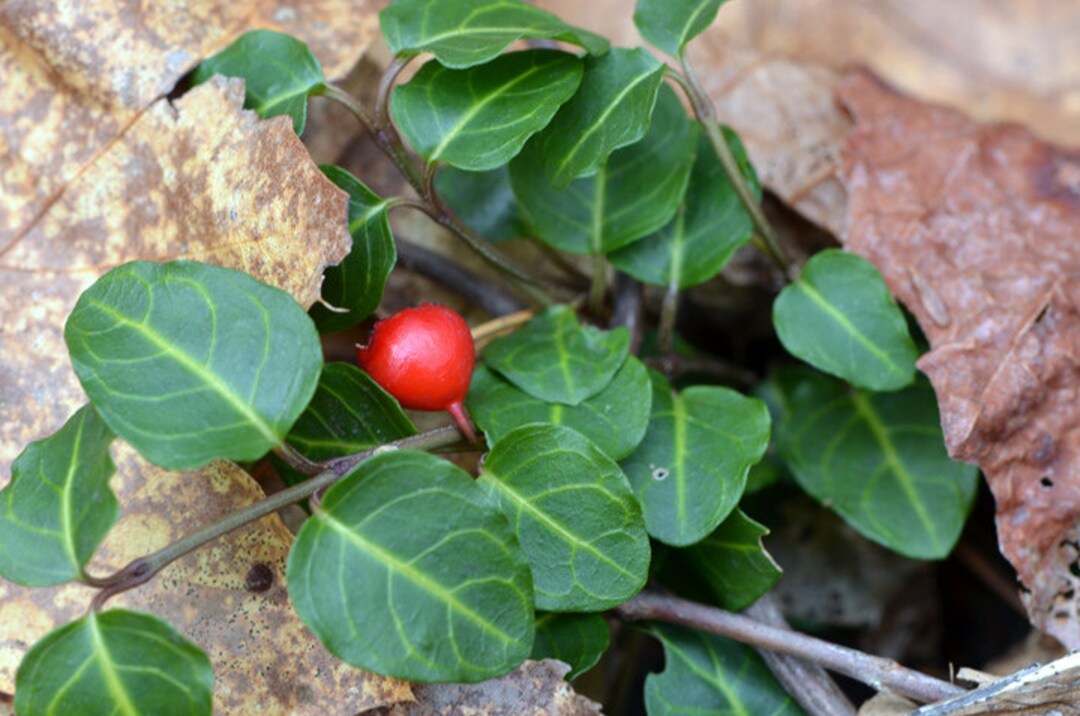 PARTRIDGE BERRY 60 Live Plants birds LOVE the Berries evergreen shade ...