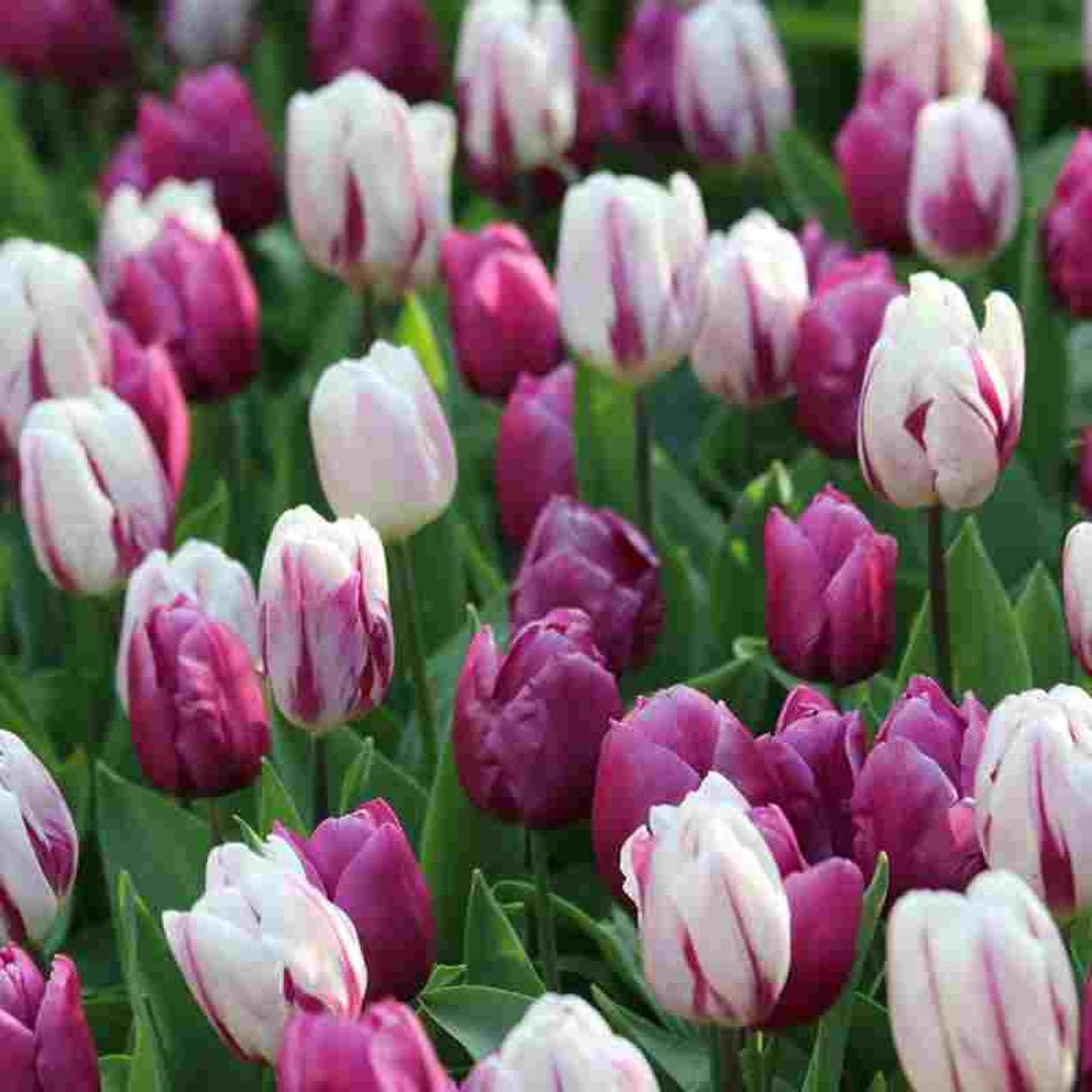 10 Purple Mixed Blend of Color/varieties Tulip Bulbs pre Chilled for ...