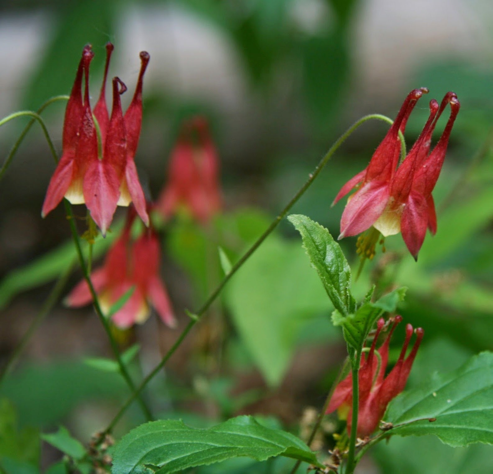 1 Wild Eastern Red Columbine Aquilegia canadensis NATIVE | Etsy
