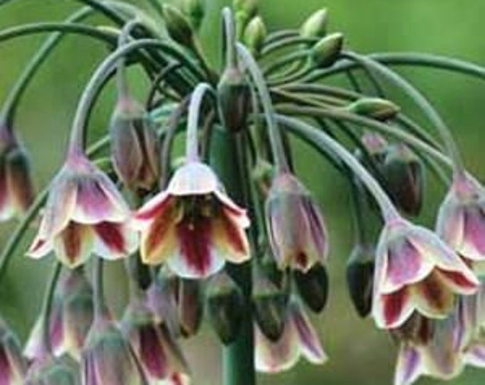 6 Mediterranean Bells Bulbs Nectaroscordum Siculum ALLIUM Premium ...