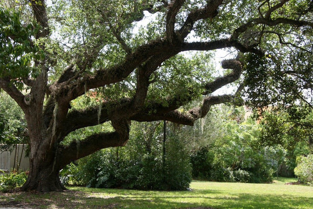 2 Florida Native Oak Tree Sapling LIVE PLANT SEEDLING Bush/shrub/tree ...