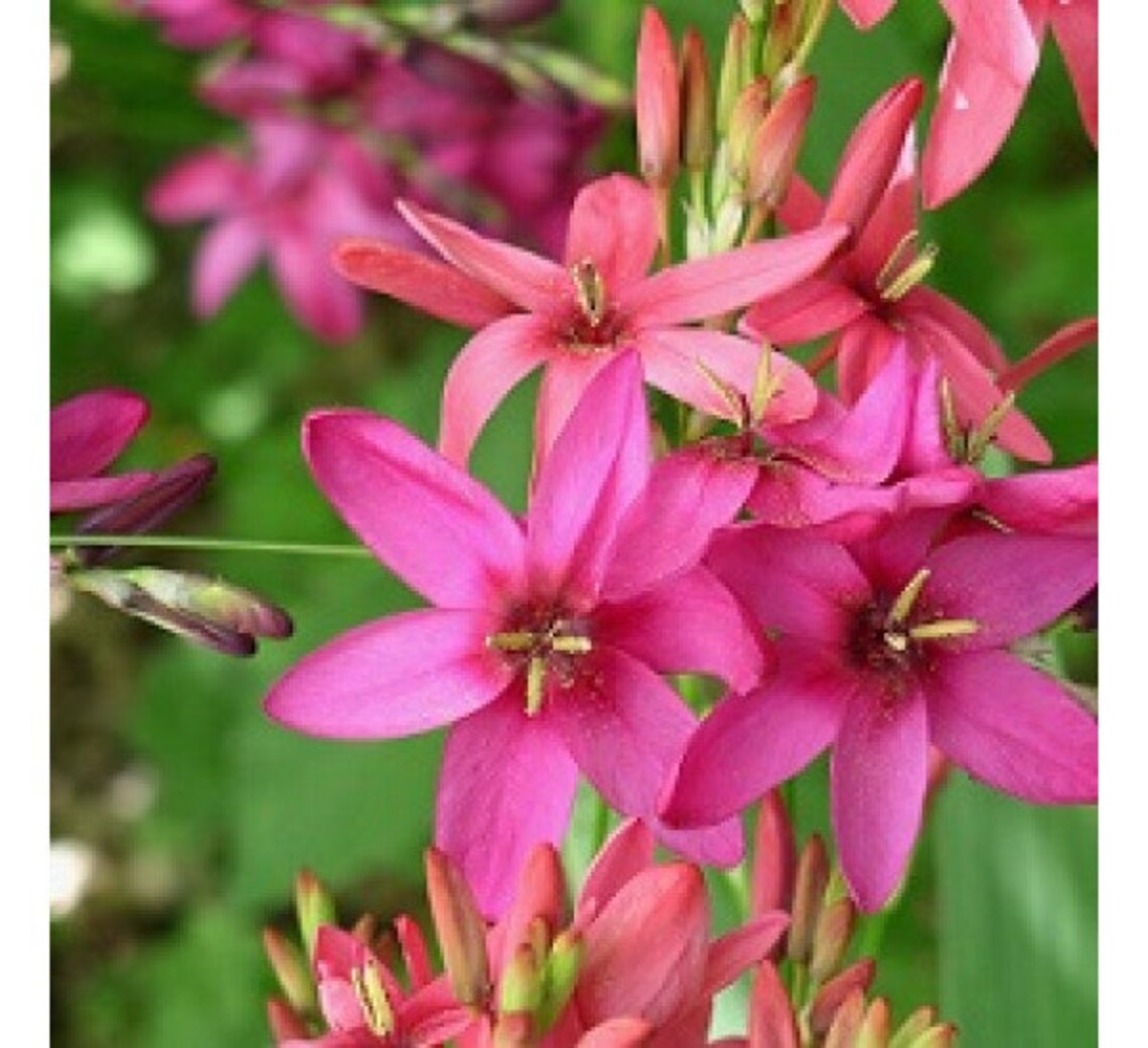 3 Wand Flower Ixia 'pink' Hybrid multiple Blooms per - Etsy
