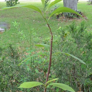 1 'saucer' Magnolia Seedling/sapling Flowering ~ Bush ~ Tree - Etsy