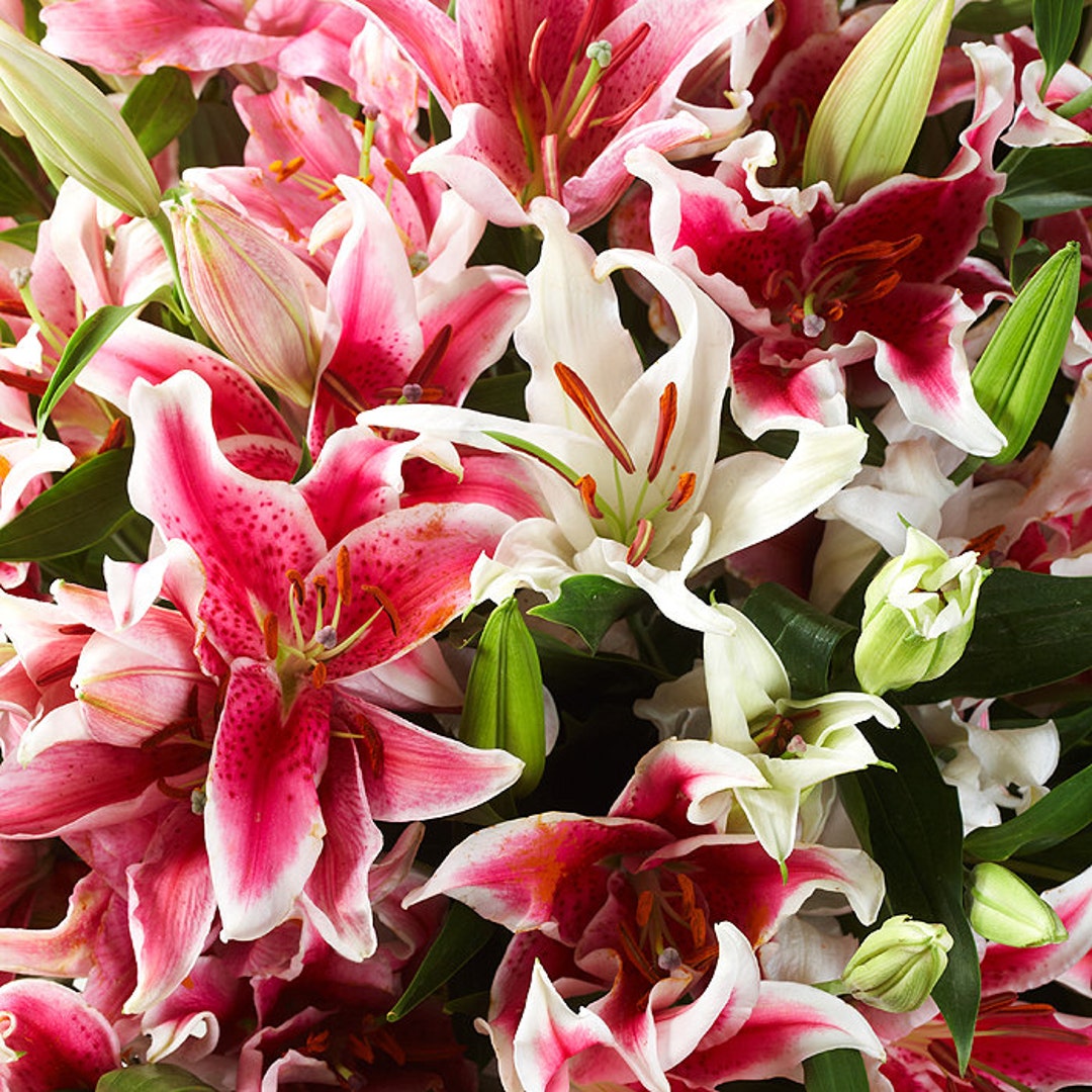 3 Oriental Lily Bulbs: Fragrant Summer Bloom, Mixed Colors **spring ...
