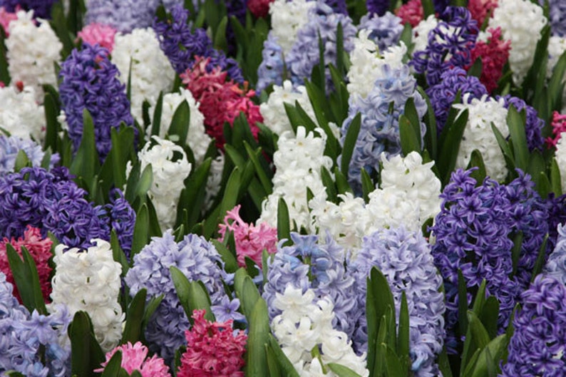 5 Highly Fragrant Mixed Color Hyacinth Bulbs Fall Planting - Etsy