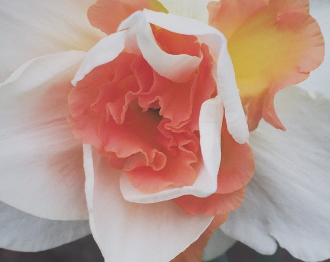 5 PINK Double Replete Daffodil **pre-chilled - Etsy