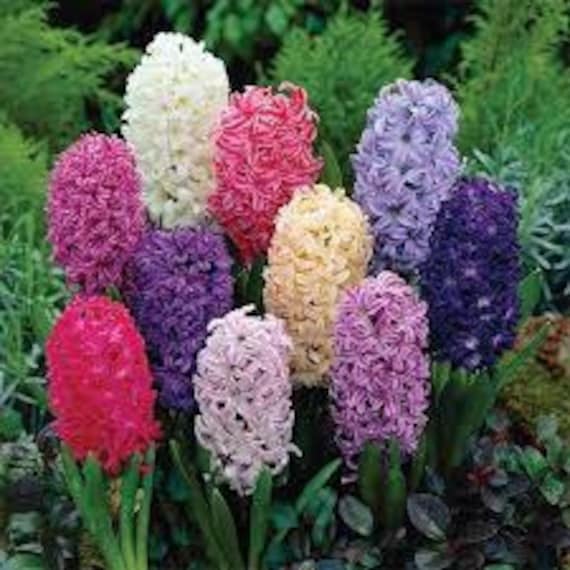 5 Highly Fragrant Mixed Color Hyacinth Bulbs ready for Fall | Etsy