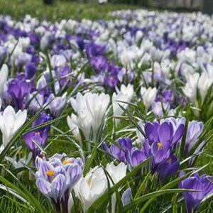 5 Giant Crocus Bulbs: Moody Blues Mix, Early Spring Blooms **fall ...