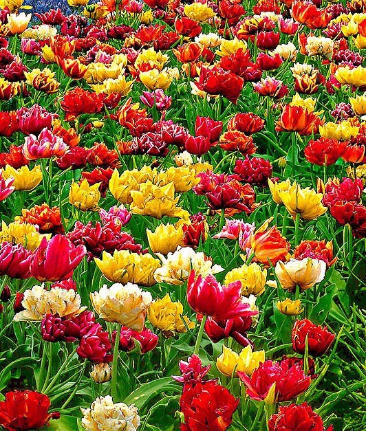 10 Mix Double EARLY Tulip Bulbs Mixed Color Collection ready - Etsy