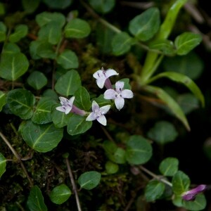 PARTRIDGE BERRY 60 Live Plants ~birds LOVE the Berries ~evergreen ...