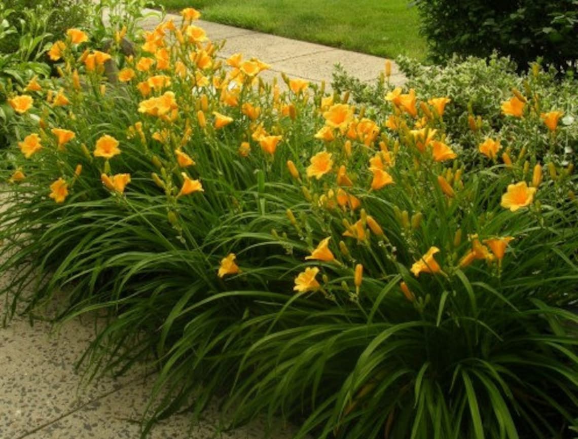 15 Re-blooming Stella D'Oro Daylily Mini/Border | Etsy
