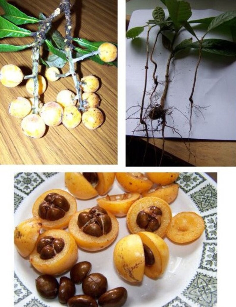 1 Loquat Seedling (eriobotrya Japonica) Japanese Plum~edible Fruit ...